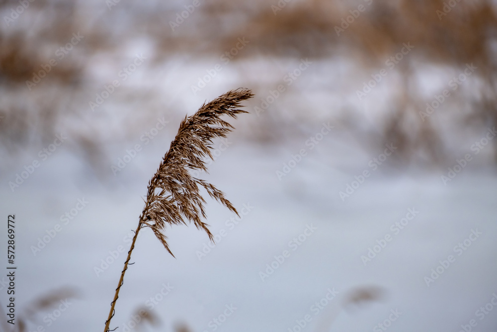 Common reed, Phragmites australis is an invasive grass species found in ...