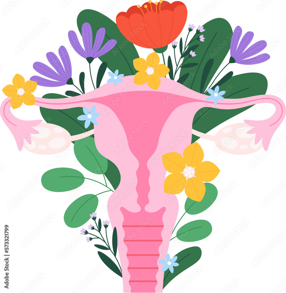 Stock-Vektorgrafik „Female reproductive system, ovaries uterus ...