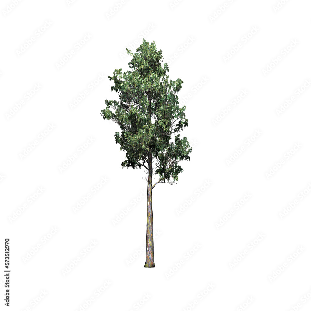 Rainbow Gum tree isolated on PNG transparent background - use for ...