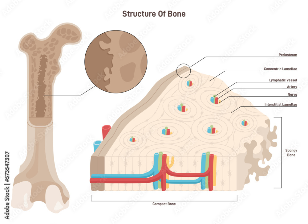 Bone cross section. Anatomical detailed structure of bone tissue. Stock ...
