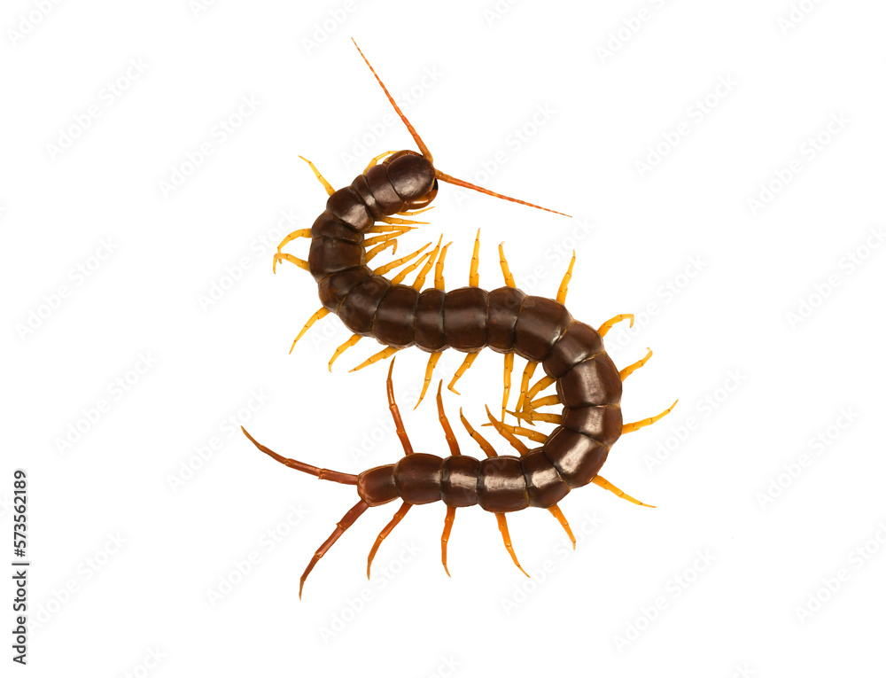 centipede (Scolopendra sp.) centipede isolated on transparent ...