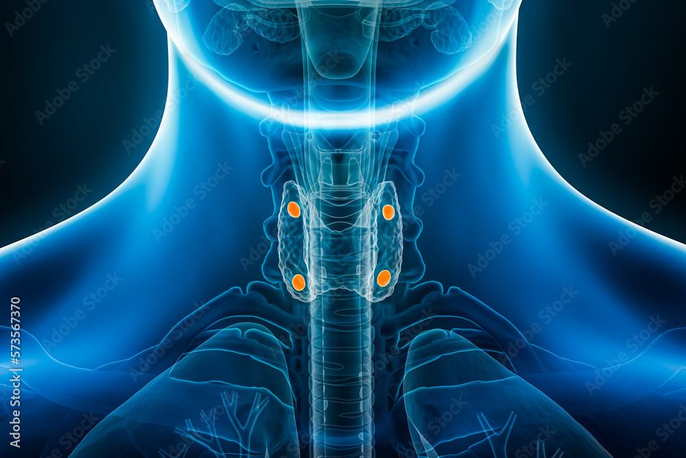 Xray anterior or front view of parathyroid and thyroid glands 3D ...