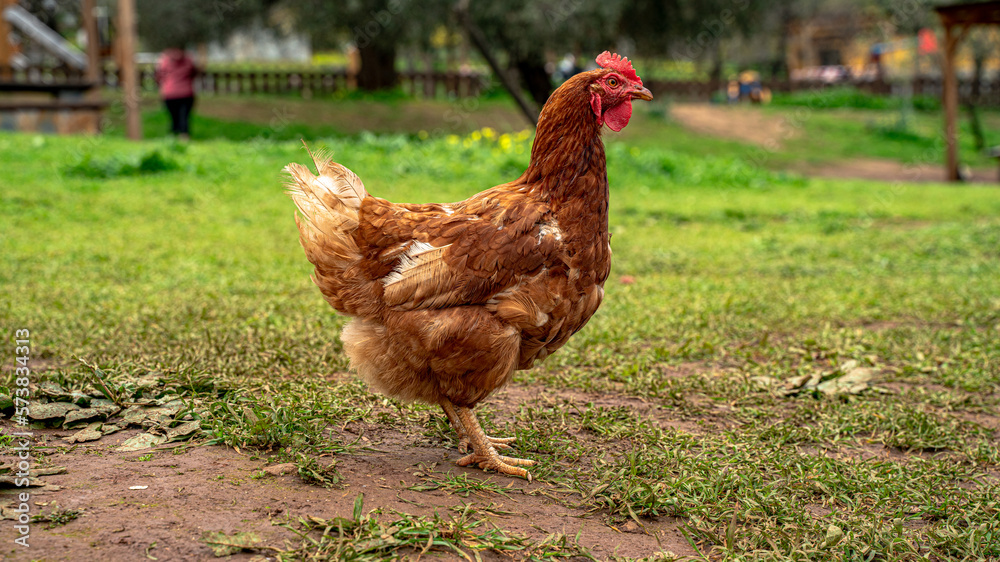 gallinas y gallos seueltos en la naturaleza comiendo y libres con ...