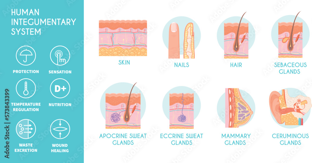 Human Integumentary System Infographics Icons Stock Vector | Adobe Stock