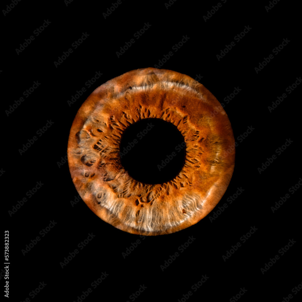 Macro shot of a human eye, macro iris on a black background, suitable ...