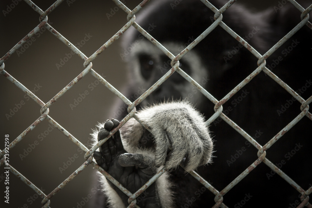 Close up hand of monkey in cage. The illegal wildlife trade problem ...