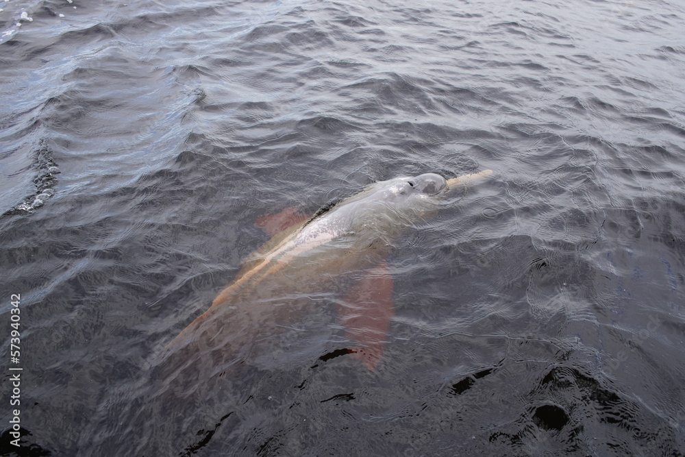 Amazon River Dolphin, Pink Dolphin, (Inia geoffrensis) Iniidae family ...