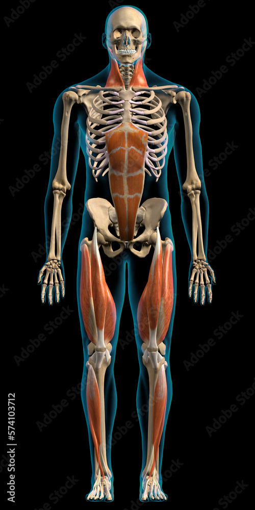 Full Body Anatomical Model of Male Superficial Network of Muscles ...