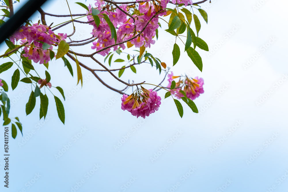 Pink trumpet trees ('Hoa ken hong') or Tabebuia rosea trees are ...