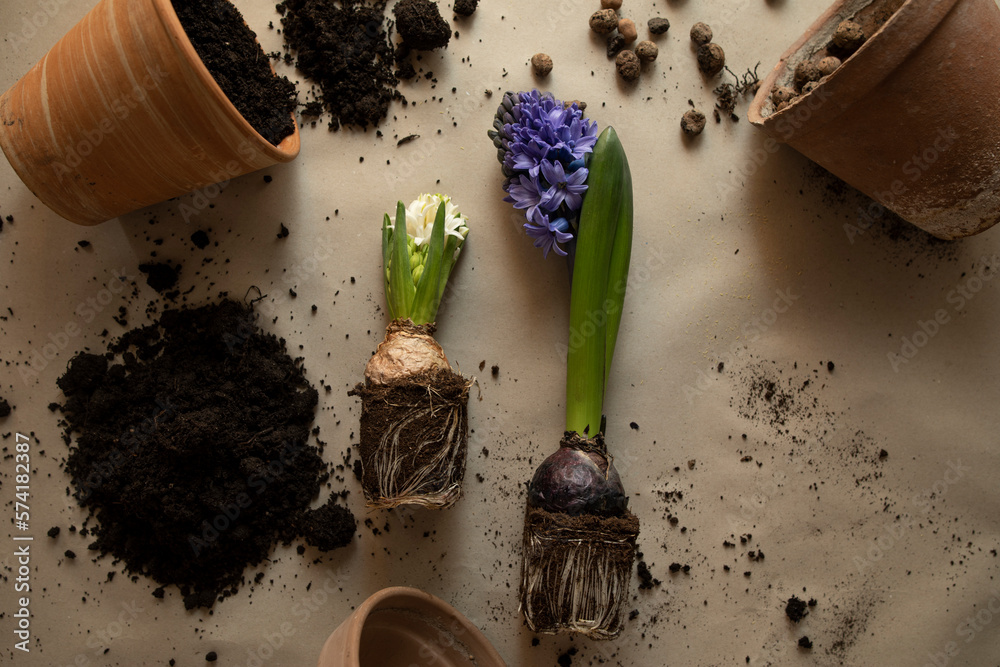 Photo Stock transplanting flowers into pots top view. white and blue ...
