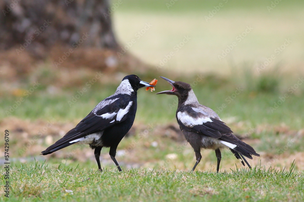 An adult Australian magpie (Gymnorhina tibicen) feeding a young bird ...