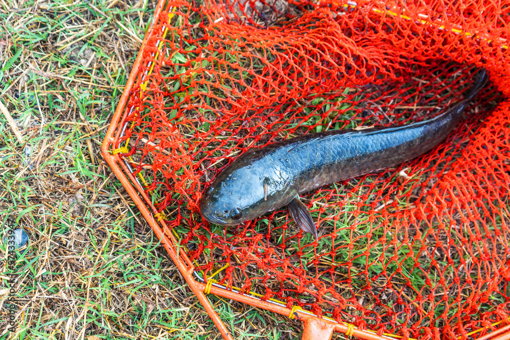 striped snakehead fish (channa striata) freshwater fish the meat is ...