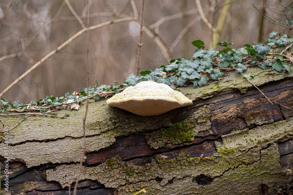huba na pniu zwalonego drzewa Stock Photo | Adobe Stock
