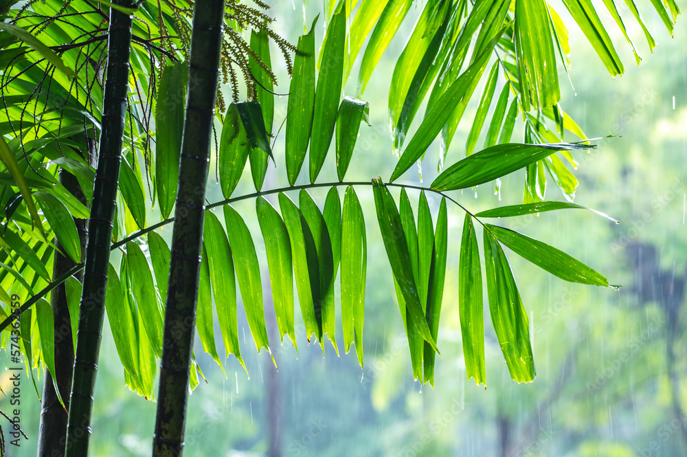 Foto de Stock raining shower drop on leaf tree, close up of rainfall in jungle,Heavy Rain ...