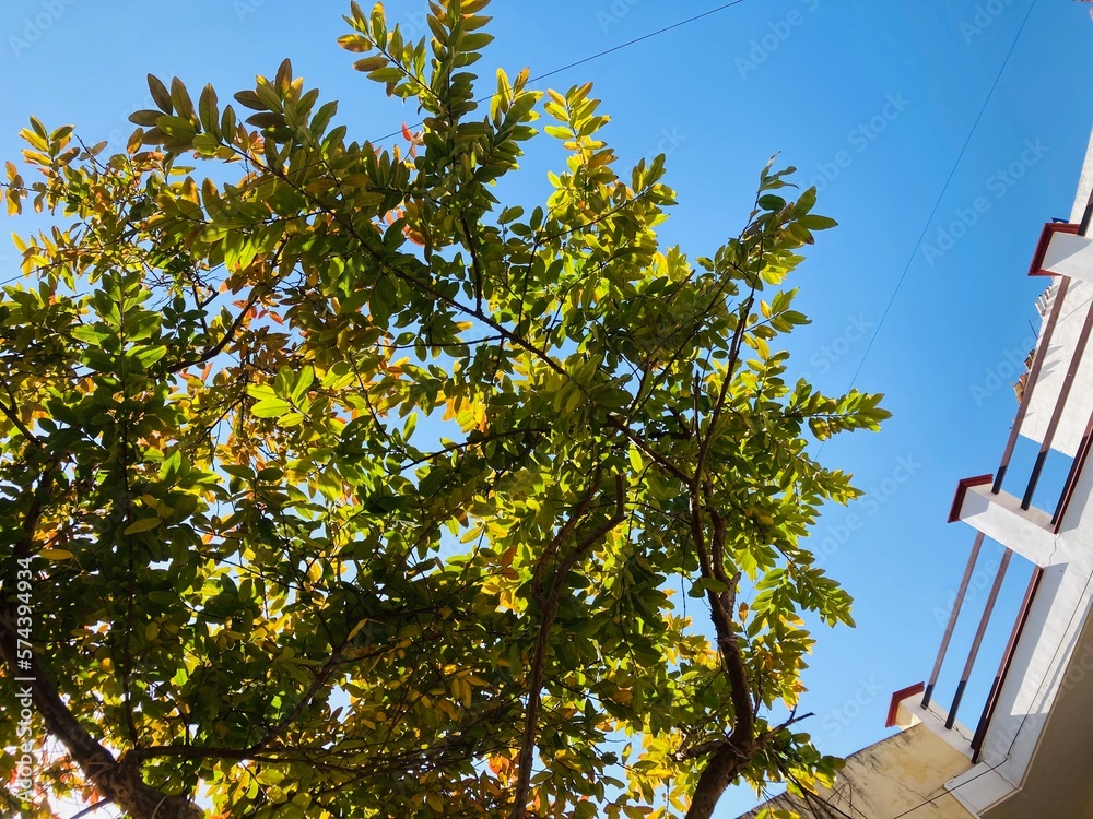 looking up under huge Bastrop Pine Trees with green leaves and gorgeous ...