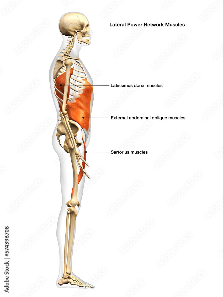 Full Body Diagram of Male Lateral Power Network Muscles Side View on ...