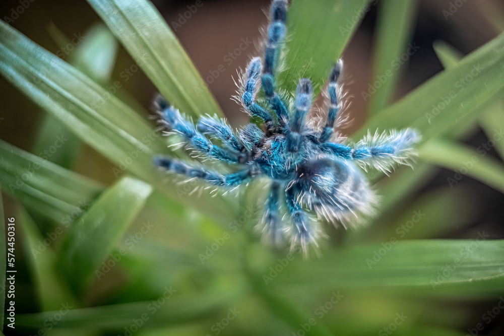 The Antilles pinktoe tarantula (Caribena versicolor), also known as the ...