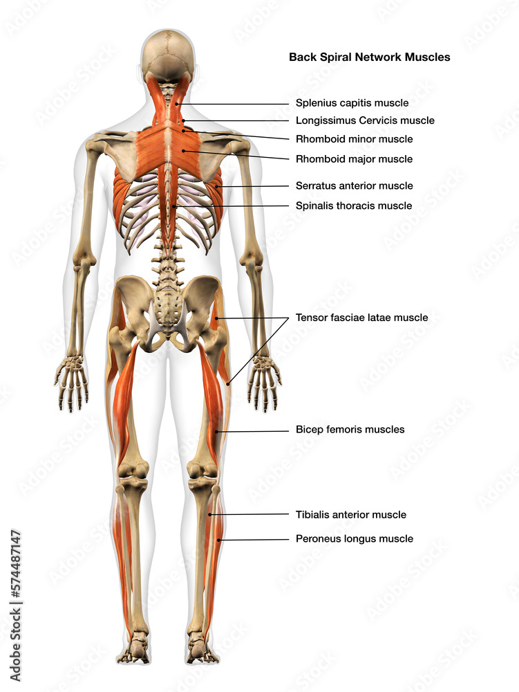 Full Body Diagram of Male Spiral Network of Muscles Posterior View on ...