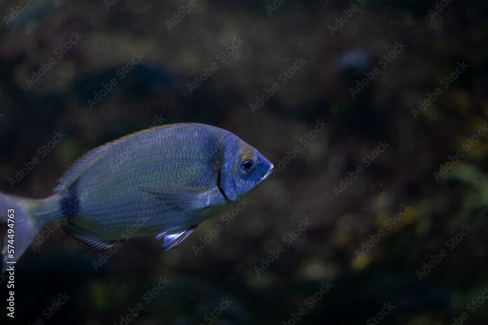 Stock-Foto „The spottail pinfish (Diplodus holbrookii) is an ocean ...