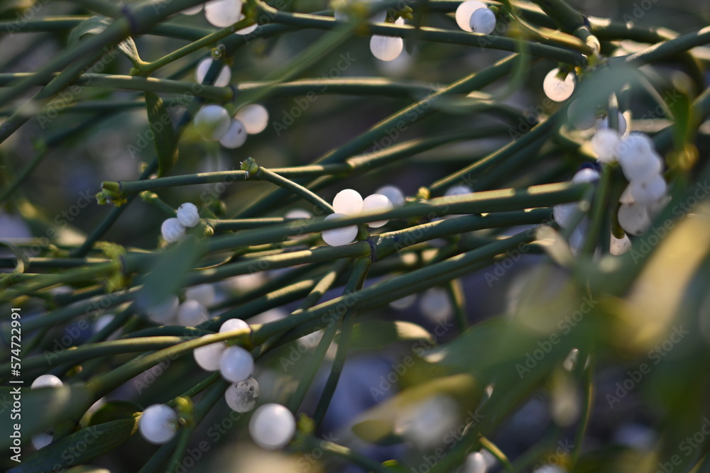 white mistletoe on tree branches, Viscum album, Santalaceae, symbol ...