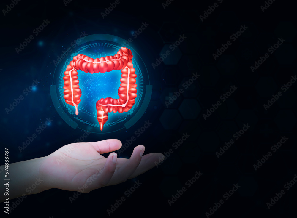 Large intestine isolated.Doctor's hand on dark blue background DIGITAL ...