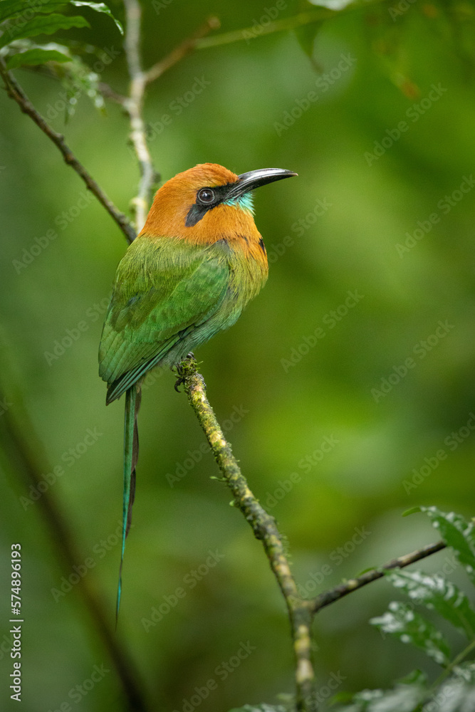 The broad-billed motmot (Electron platyrhynchum) is a fairly common ...