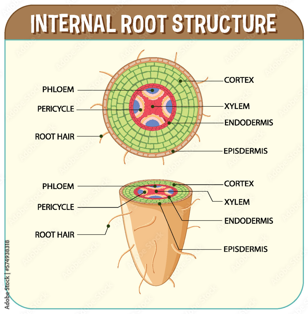 Internal structure of root diagram Stock Vector | Adobe Stock
