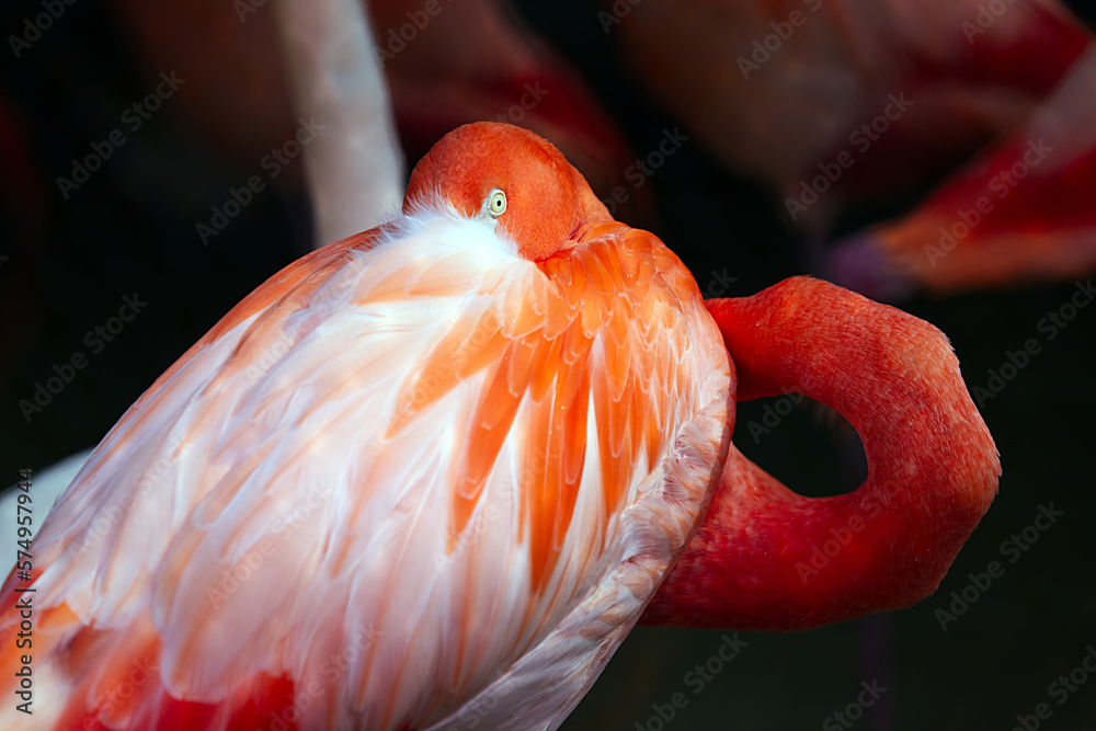 Flamingos are a type of wading bird in the family Phoenicopteridae ...