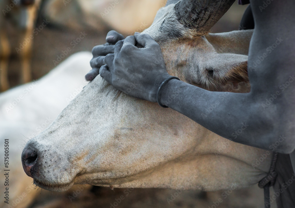 Mundari tribe man covering his cow in ash to repel flies and mosquitoes ...