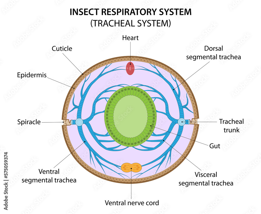 Insect respiratory system (tracheal system). Cross section through the ...