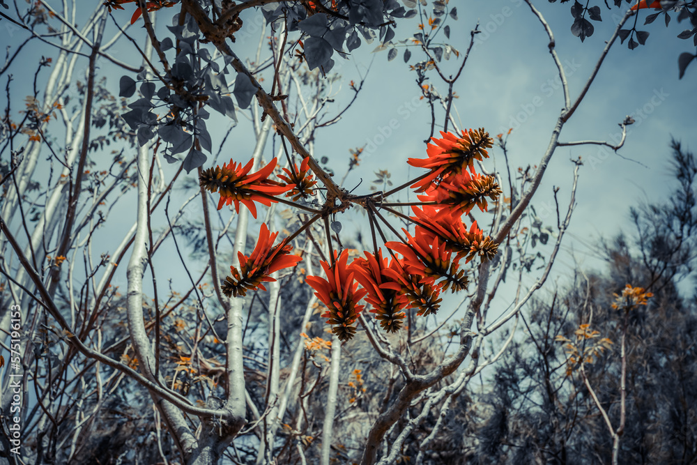 Erythrina variegata, commonly known as tiger's claw or Indian coral ...