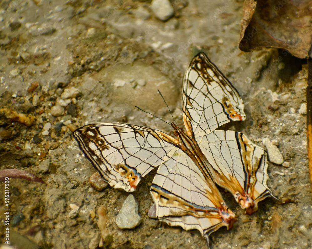 Butterfly resting on the rock in a daytime. butterfly puddle. Cyrestis ...