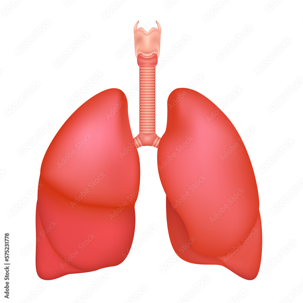 Human lungs anatomy structure. Front view right and left lung with ...