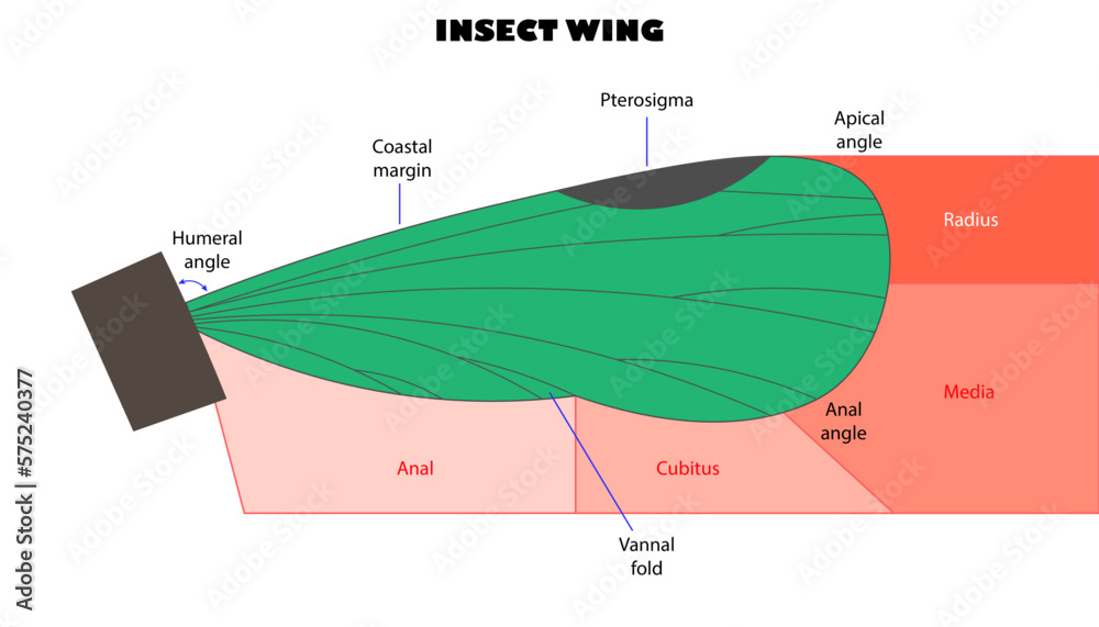 Diagram of the insect wing with labeled parts Stock Vector | Adobe Stock
