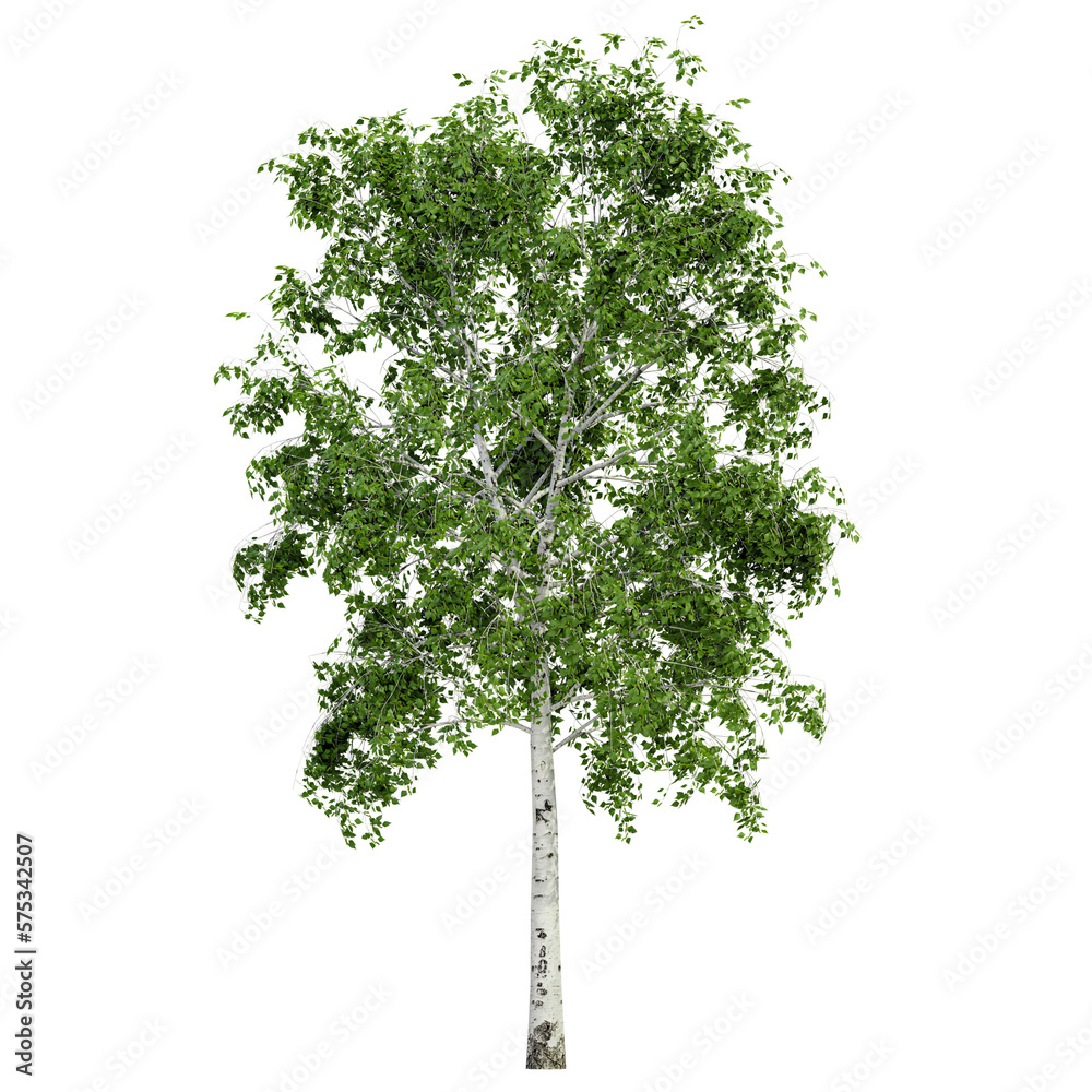 tree isolated on white background, 3d render Stock Illustration | Adobe Stock