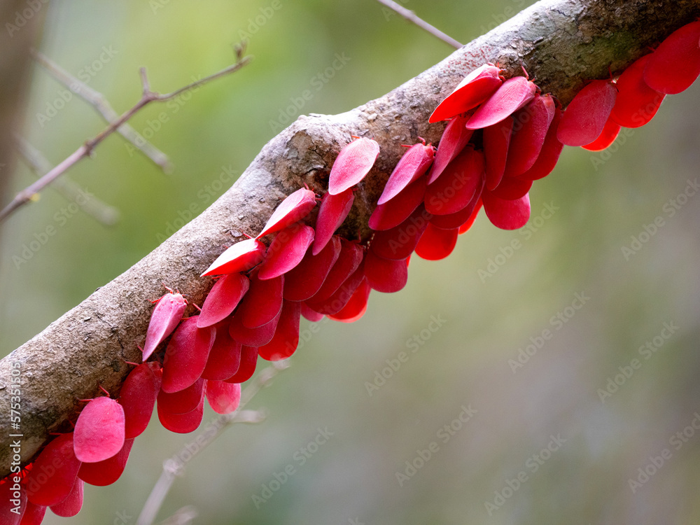 Wonder of nature, Flower-spike bug, Flatida rosea, Zombitse-Vohibasia ...