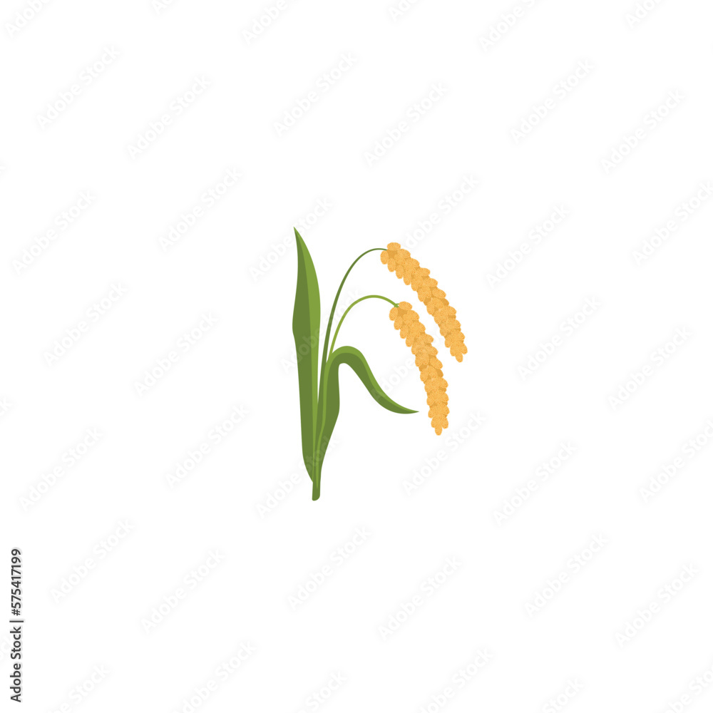 Millet. Yellow millet isolated on white. A branch of ripe foxtail ...