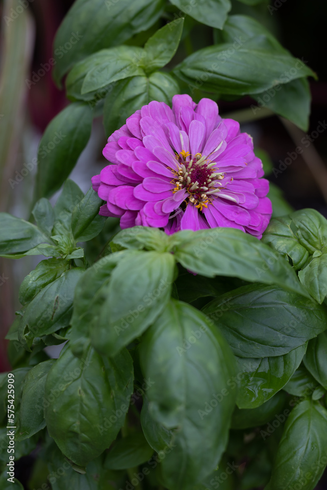 Macro of Genovese basil Everleaf Emerald Towers, a fast-growing, tidy ...