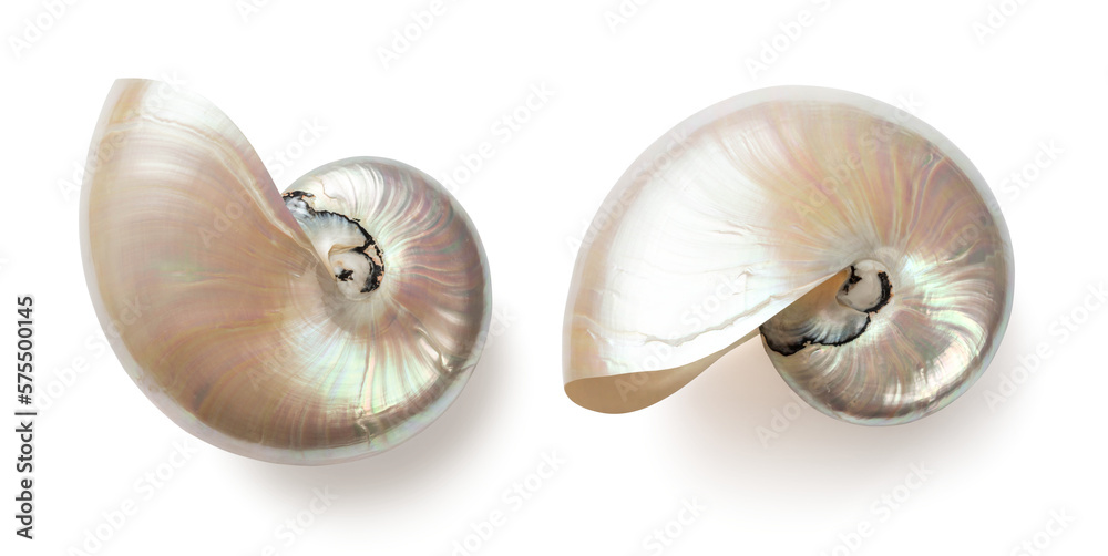 beautiful shiny pearly nautilus shell (nautilus pompilius), isolated ...