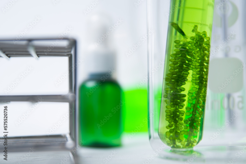 Scientists present the use of biofuels to reduce environmental problems ...