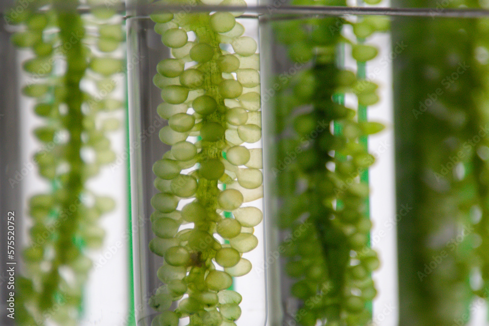 Scientists present the use of biofuels to reduce environmental problems ...