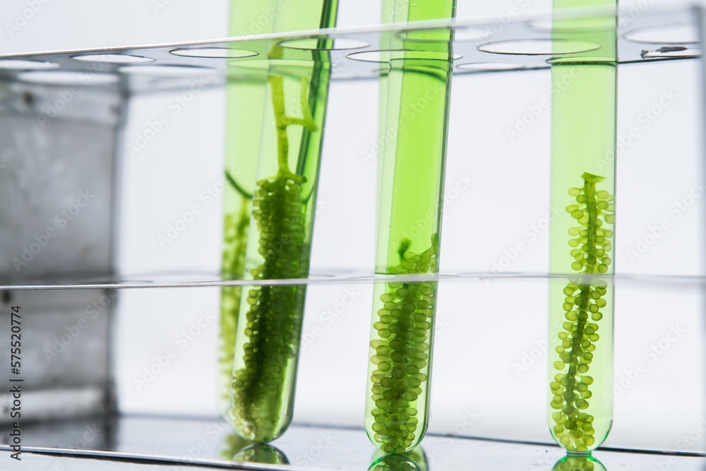 Scientists present the use of biofuels to reduce environmental problems ...