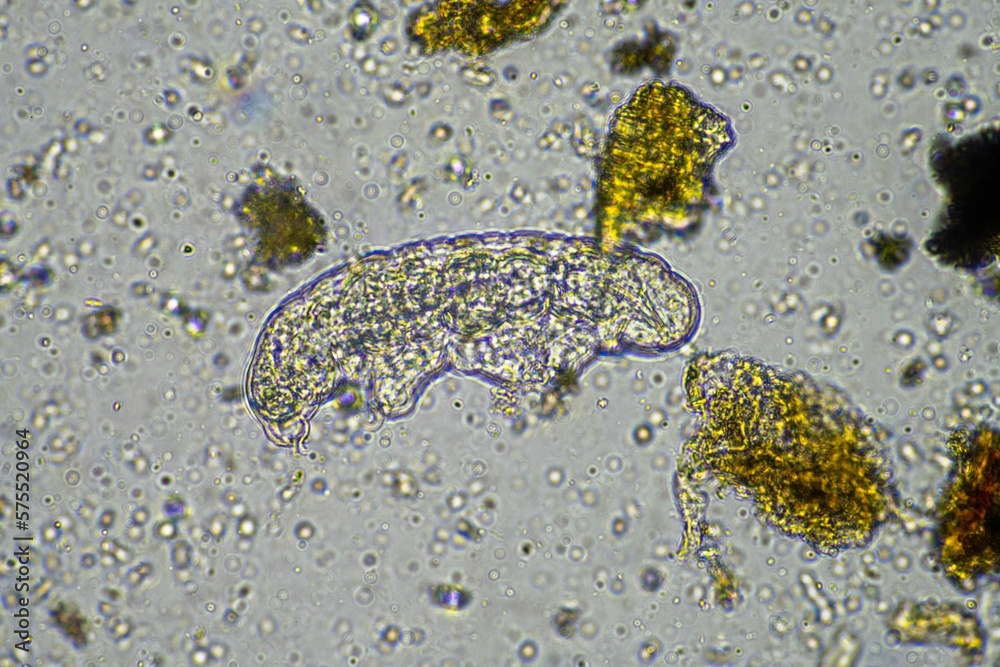 soil microorganisms including nematode, microarthropods, micro ...