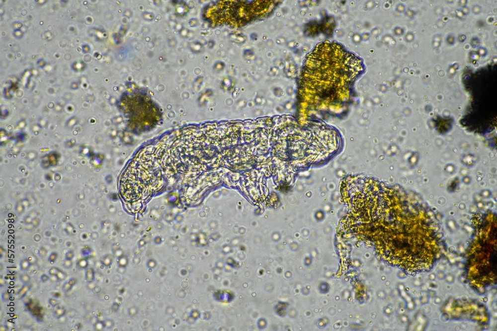 soil microorganisms including nematode, microarthropods, micro ...
