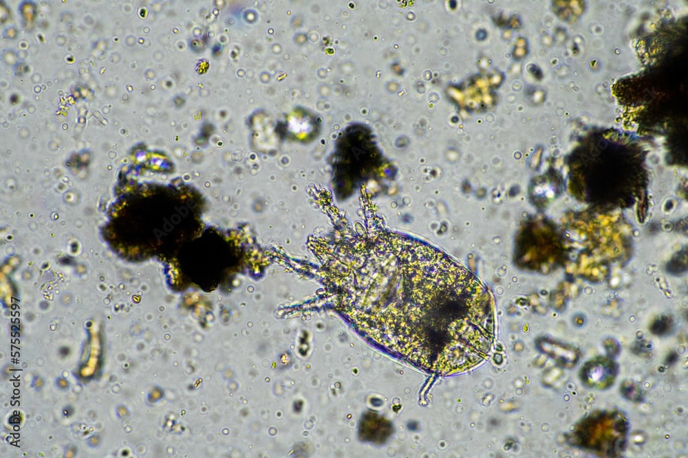 soil microorganisms including nematode, microarthropods, micro ...