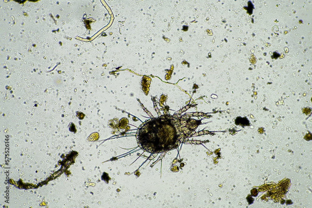 soil microorganisms including microarthropods, micro arthropod ...