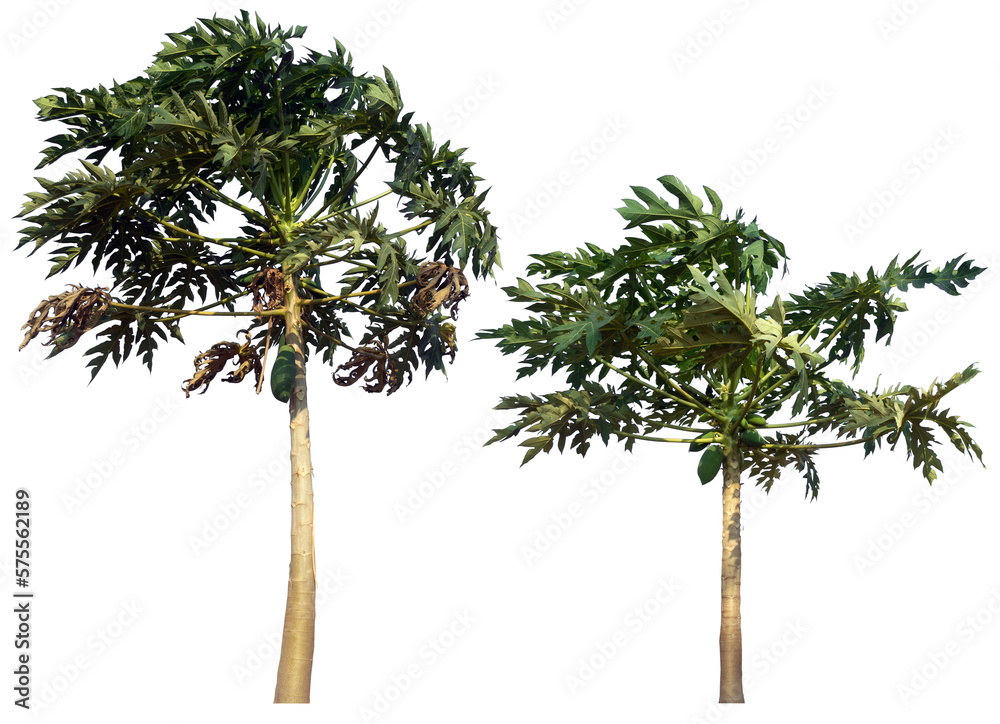 papaya tree plant PNG design for easy to use Stock Photo | Adobe Stock