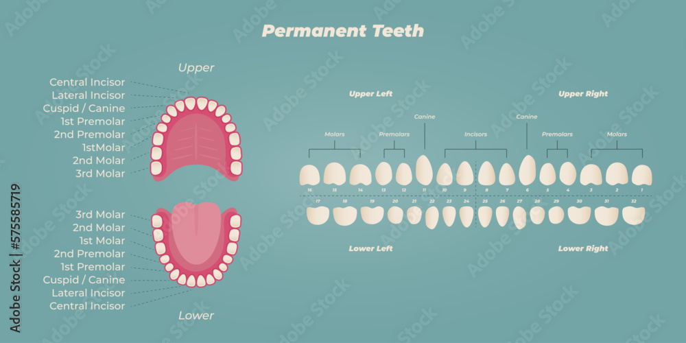Medical dental diagram illustration. Orthodontist human tooth anatomy ...