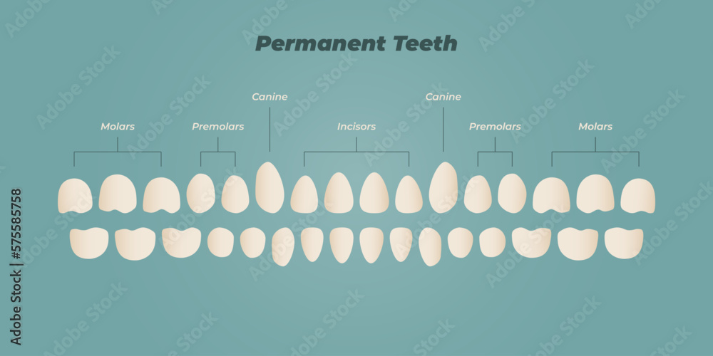 Medical dental diagram illustration. Orthodontist human tooth anatomy ...