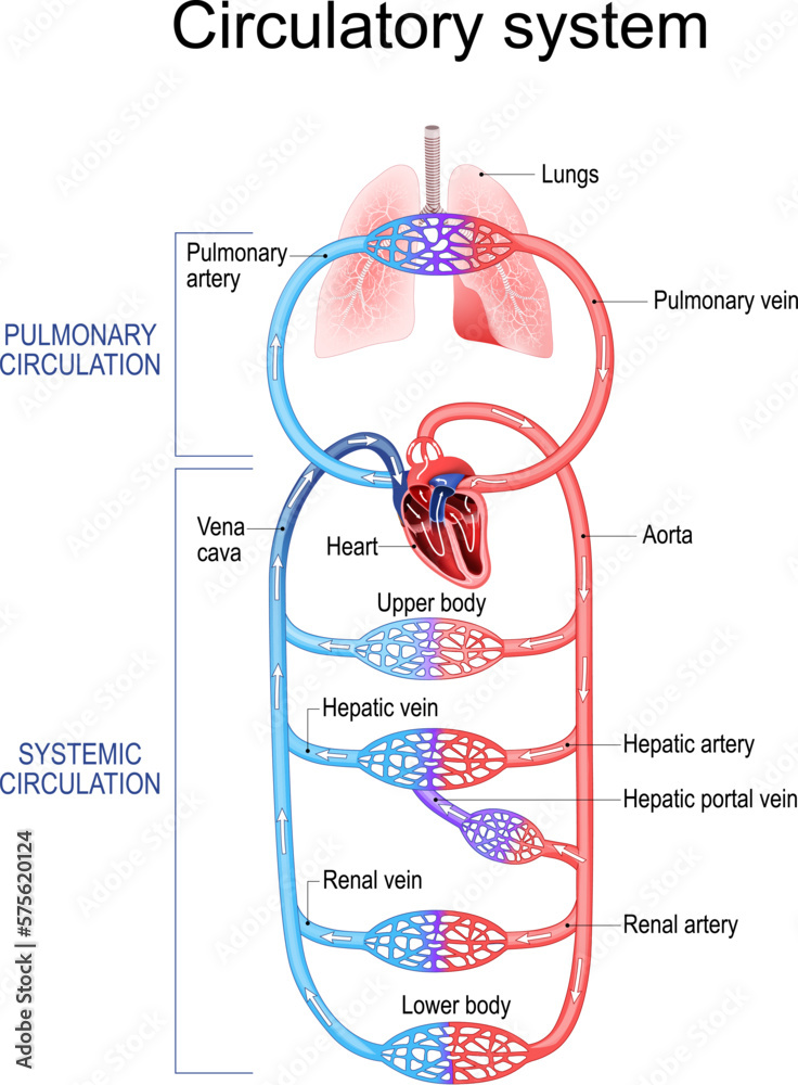 Circulatory system. Human bloodstream. Pulmonary Circulation in lungs, and Systemic Circulation ...